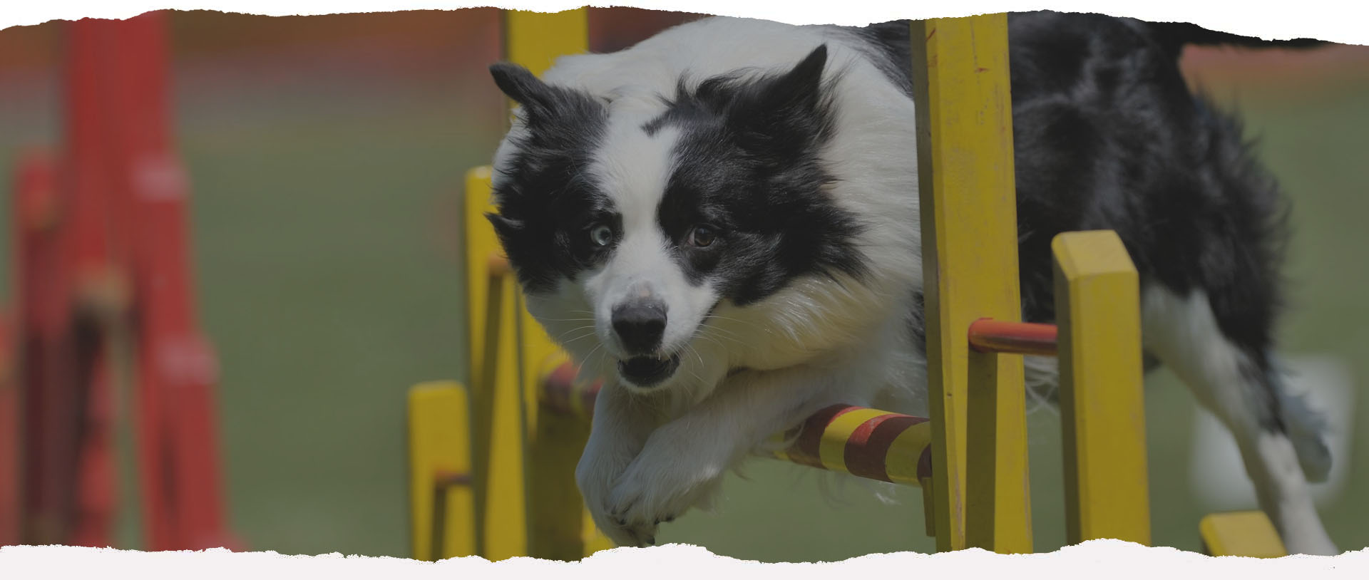 Lakeside Secure Dog Park | Boston, Lincolnshire, UK